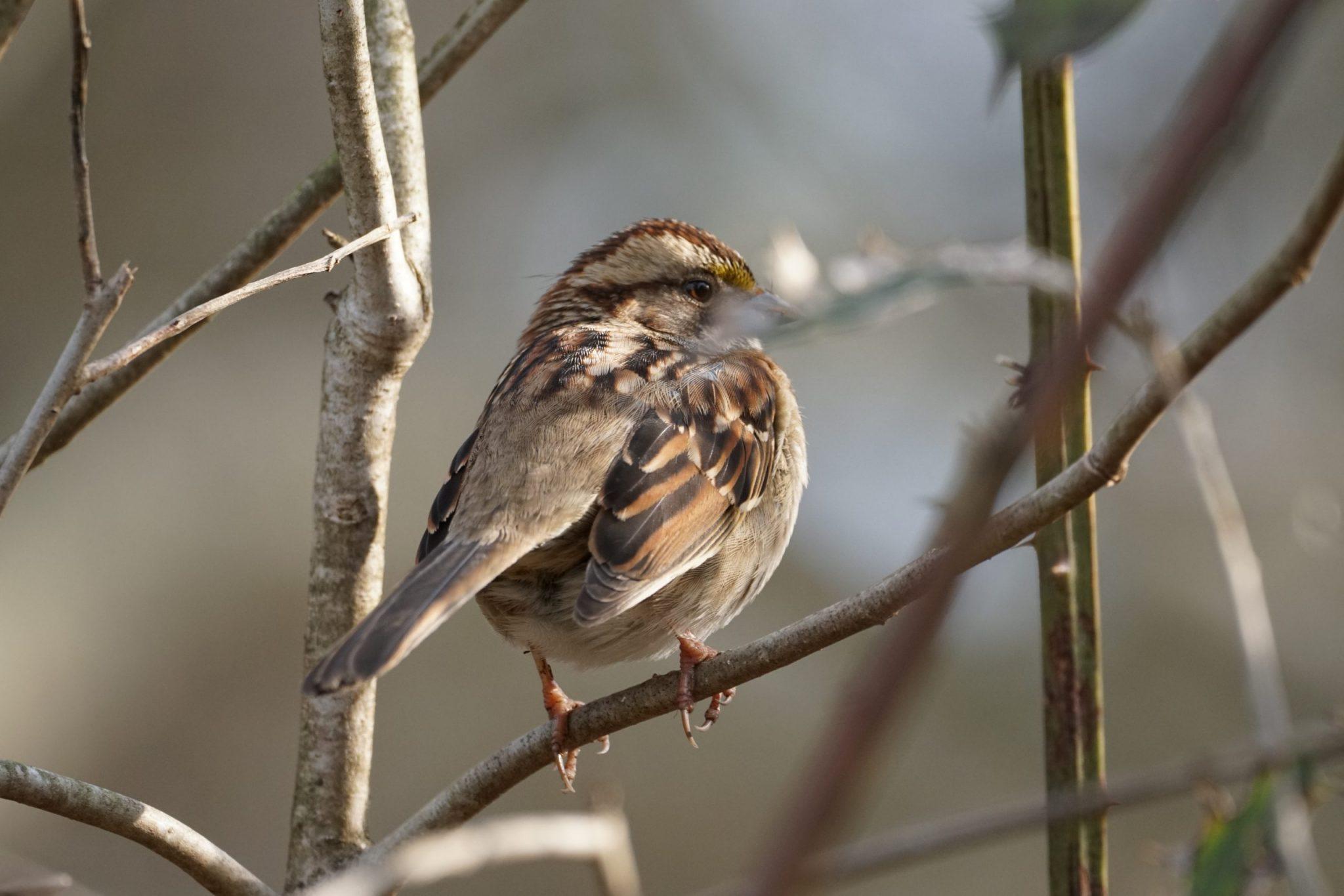 Birds In Lewes & Rehoboth, Southern Delaware | Delawonder