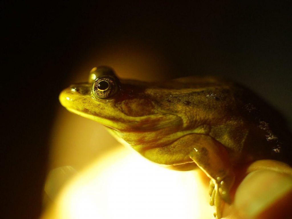 Reptiles & Amphibians In Lewes & Rehoboth, Southern Delaware | Delawonder